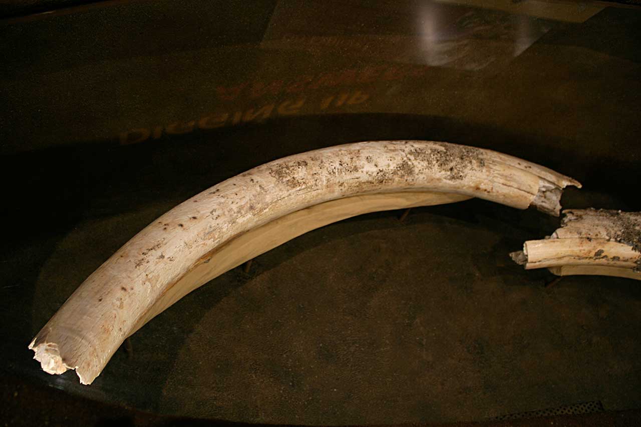 Louisville Fossils and Beyond: Mammoth Tusk