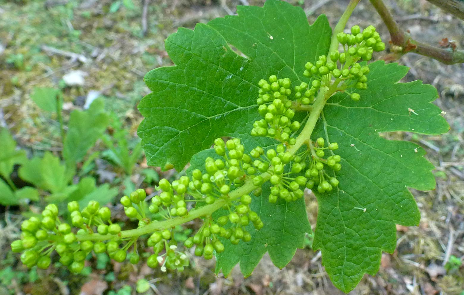 Living the life in Saint-Aignan: (Too many) grape flowers