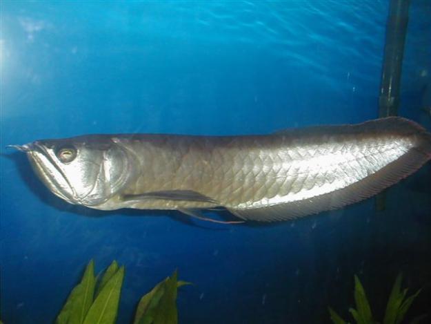 budidaya ikan arwana silver:AquaCulture