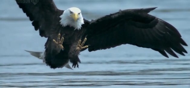 White Wolf : American Bald Eagle catches a salmon out of the water in ...