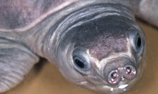 All About Reptile's : Kura-kura Moncong Babi (Carettochelys insculpta)