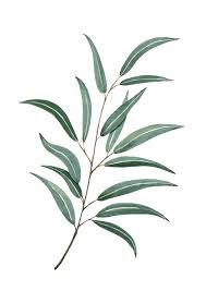 Hoja Falcada (falcata) - Botánica integra