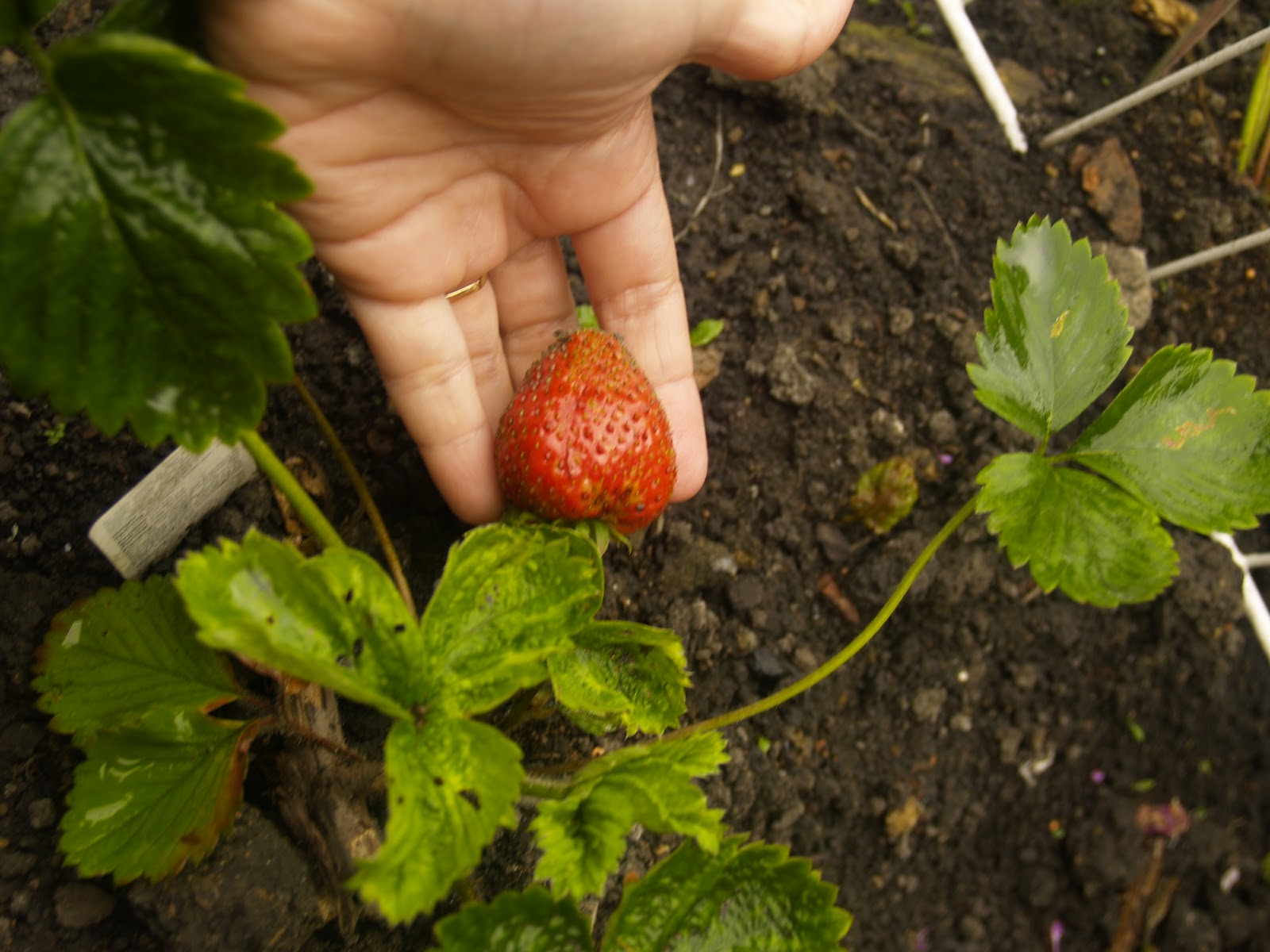 memori di bumi Eropah: aktiviti musim bunga...2011...di UK