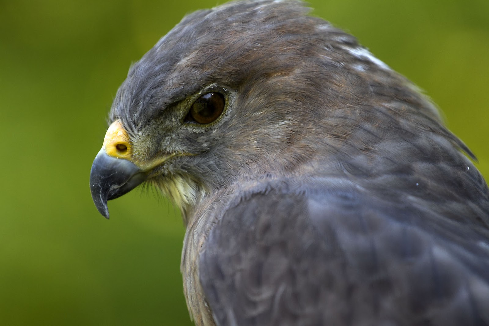 Ann Brokelman Photography: Broadwing Hawks at Algonquin and Mountsberg ...