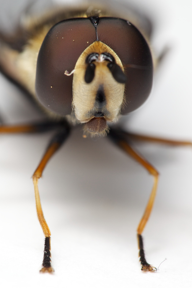 ムシをデザインしたのはダレ？: ヘリヒラタアブ Didea alneti ( FALLEN, 1817 )