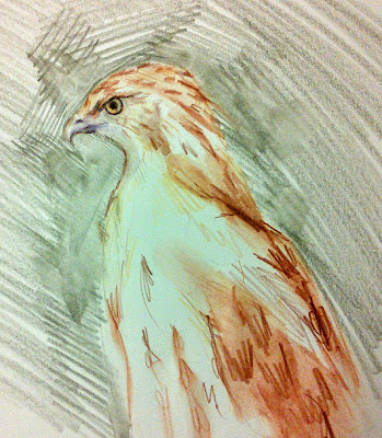 Create A Drawing A Day: Bird. Raptor? Bird of prey?