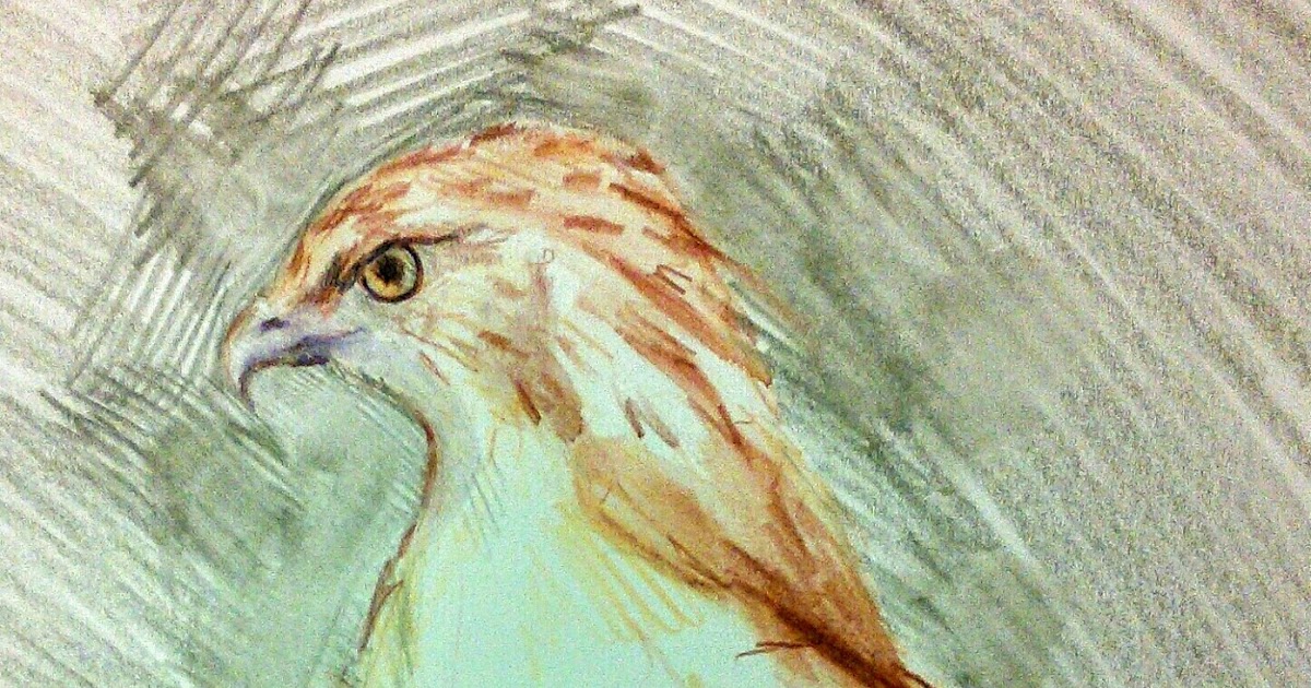 Create A Drawing A Day: Bird. Raptor? Bird of prey?