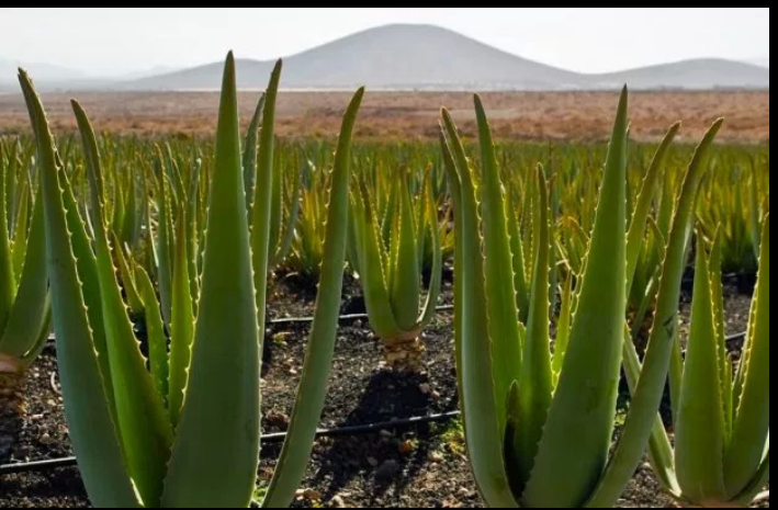 Consultoria Experta en negocios de Agricultura, Ganaderia y Forestales ...