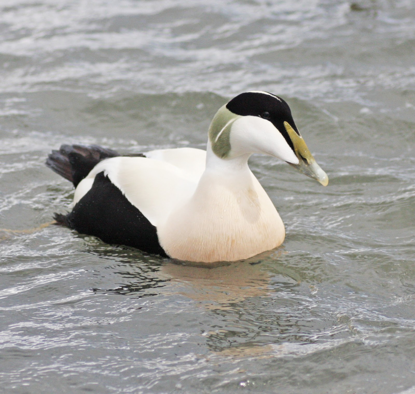 Simon and Karen Spavin: Eider Ducks
