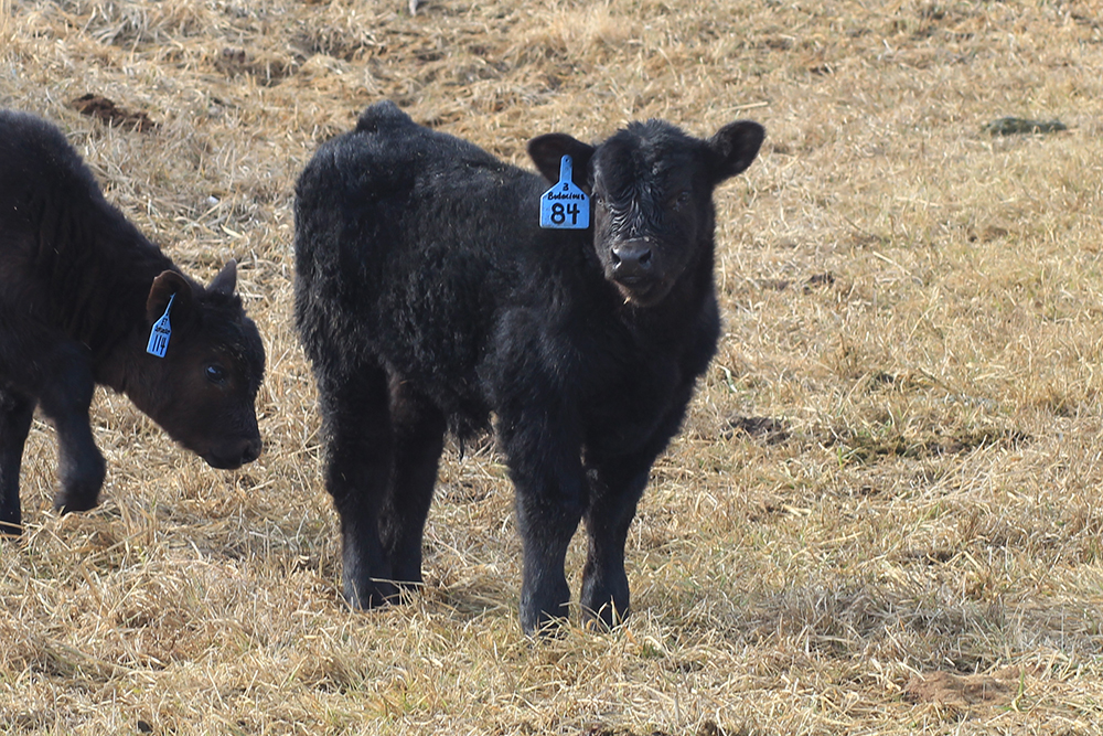 Bushman Cattle Company: February Calf Photos