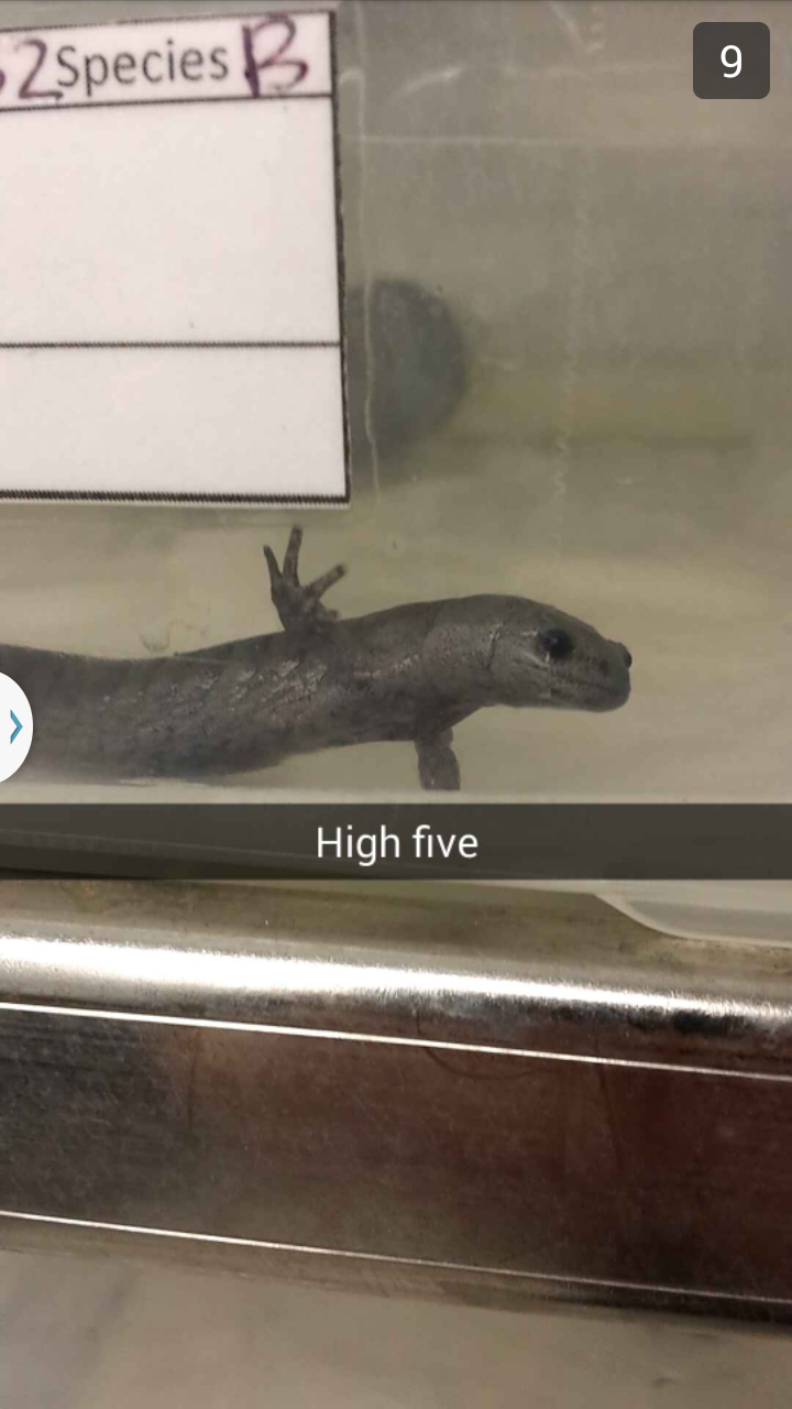 Salamander-Shmalamander