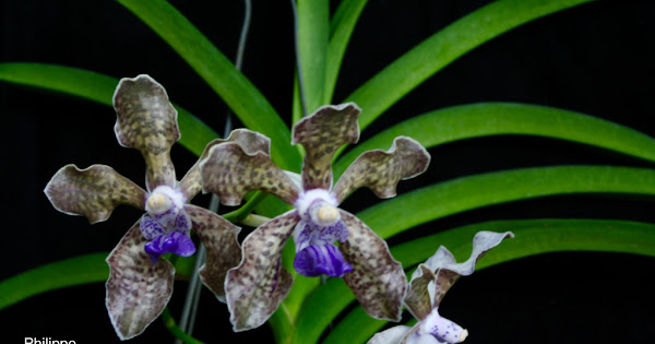 Vanda tessellata care and culture | Travaldo's blog