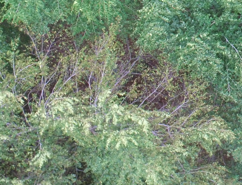 Science After Retirement: Effects of Beech Leaf Disease on Upper Canopy ...