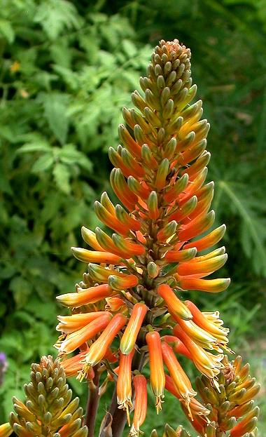 Flores & Más: La Flor de la Sábila - Propiedades