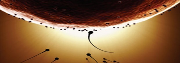 De Rerum Natura: A PRIMEIRA RAINHA PORTUGUESA INSEMINADA ARTIFICIALMENTE