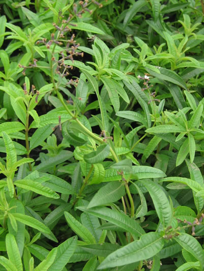 PLANTAS MEDICINALES....: EL CIDRON.......