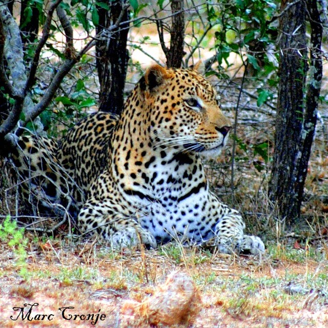 Leopard Identification Project: Leopards from Ingwe Bush Camp.