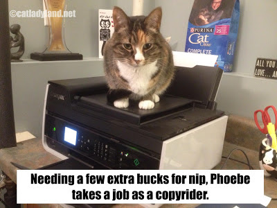 Catladyland: Cats are Funny: Cat Finally Finds a Suitable Job
