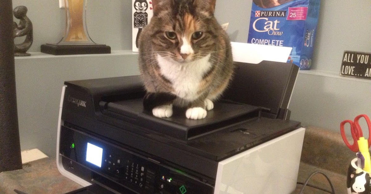 Catladyland: Cats are Funny: Cat Finally Finds a Suitable Job