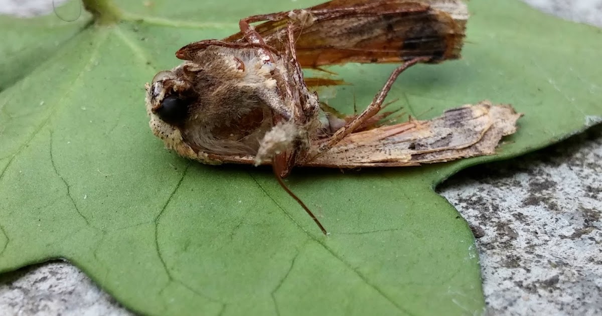 Little Limpet: Hepialus humuli