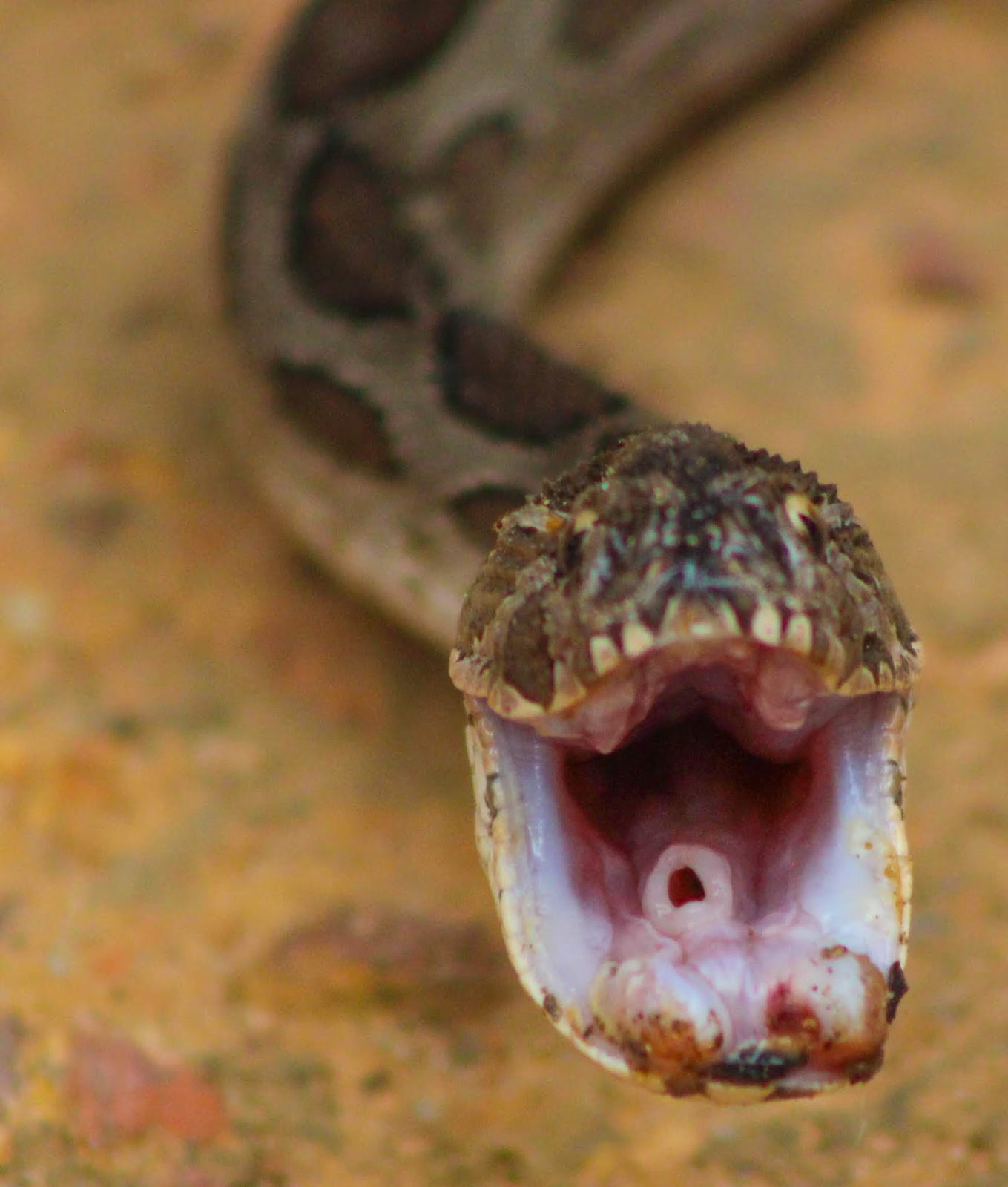 Cannundrums: Indian Russell's Viper