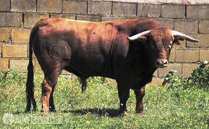 Toreo en Red Hondo: PINTAS DEL TORO DE LIDIA (6): RABO DE TORO