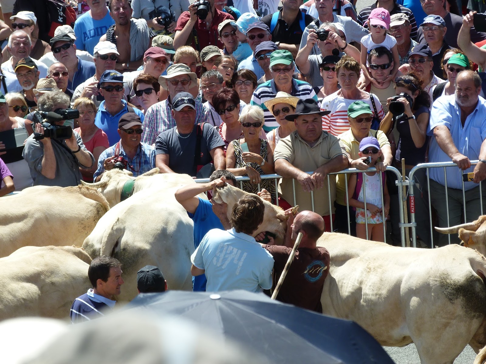 enunrincondelpirineo: TRIBUTO DE LAS TRES VACAS
