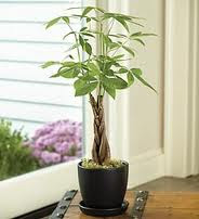 Money Tree Plant is a traditional symbol of good luck and good fortune ...