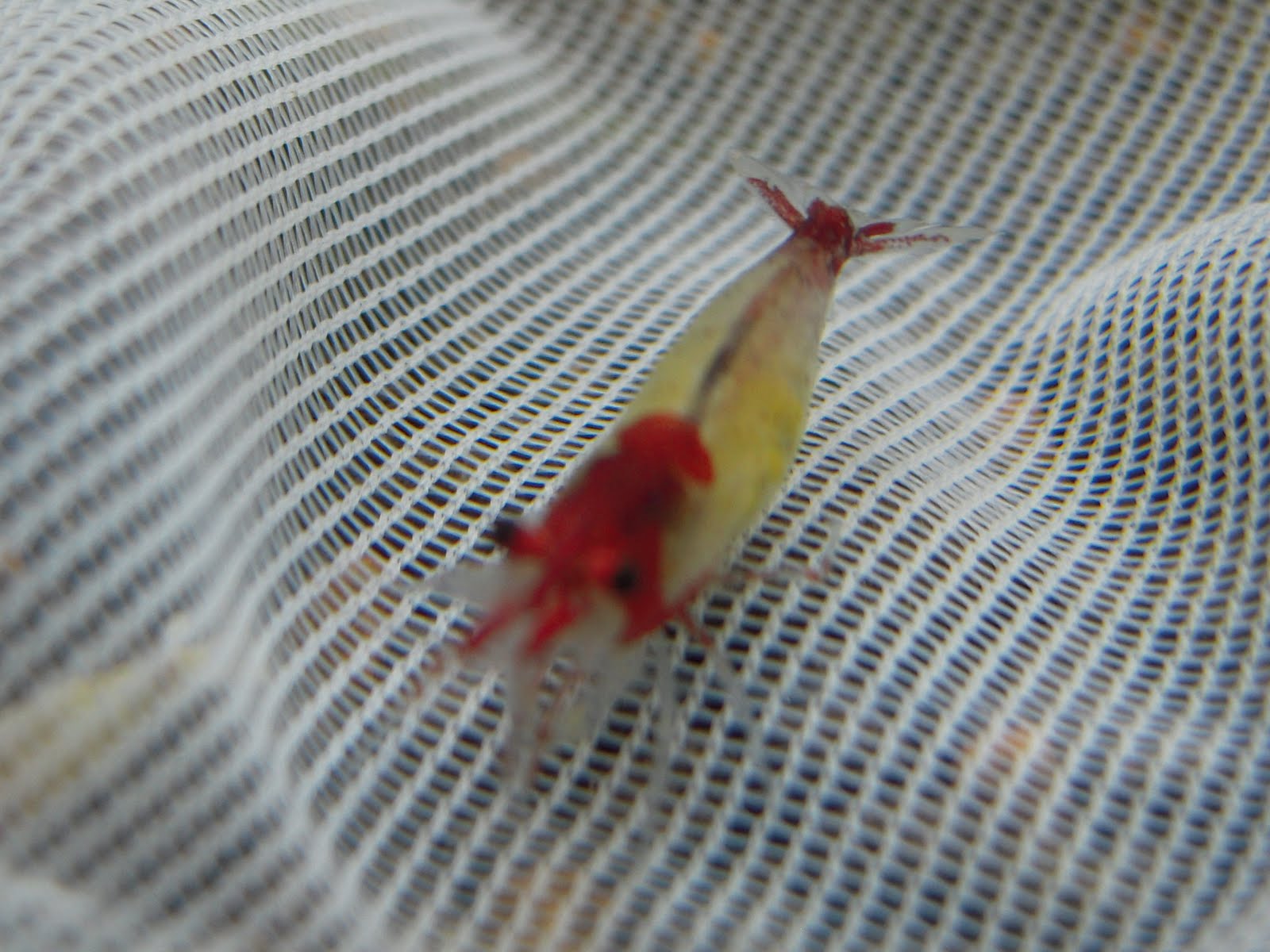 Photo Booth ---- Red Rili Shrimp:Cherry Shrimp