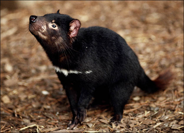 The Tasmanian Devil | All Amazing Facts | The Wildlife