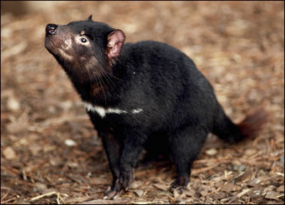 The Tasmanian Devil | All Amazing Facts | The Wildlife