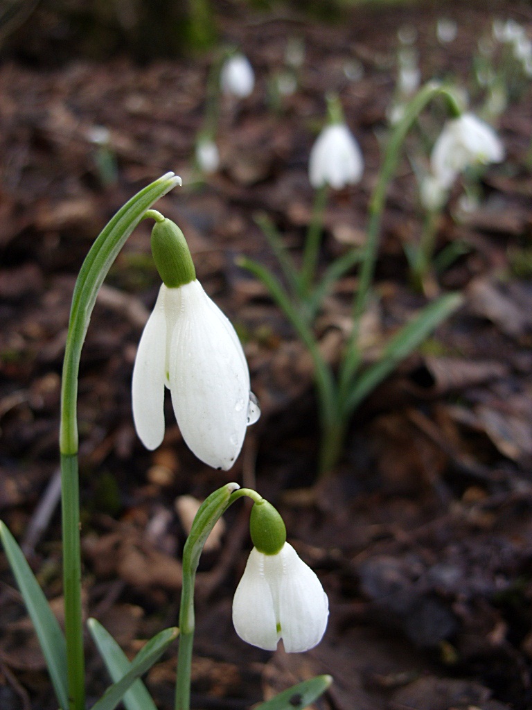 Kelli's Northern Ireland Garden: Snowdrops on Show