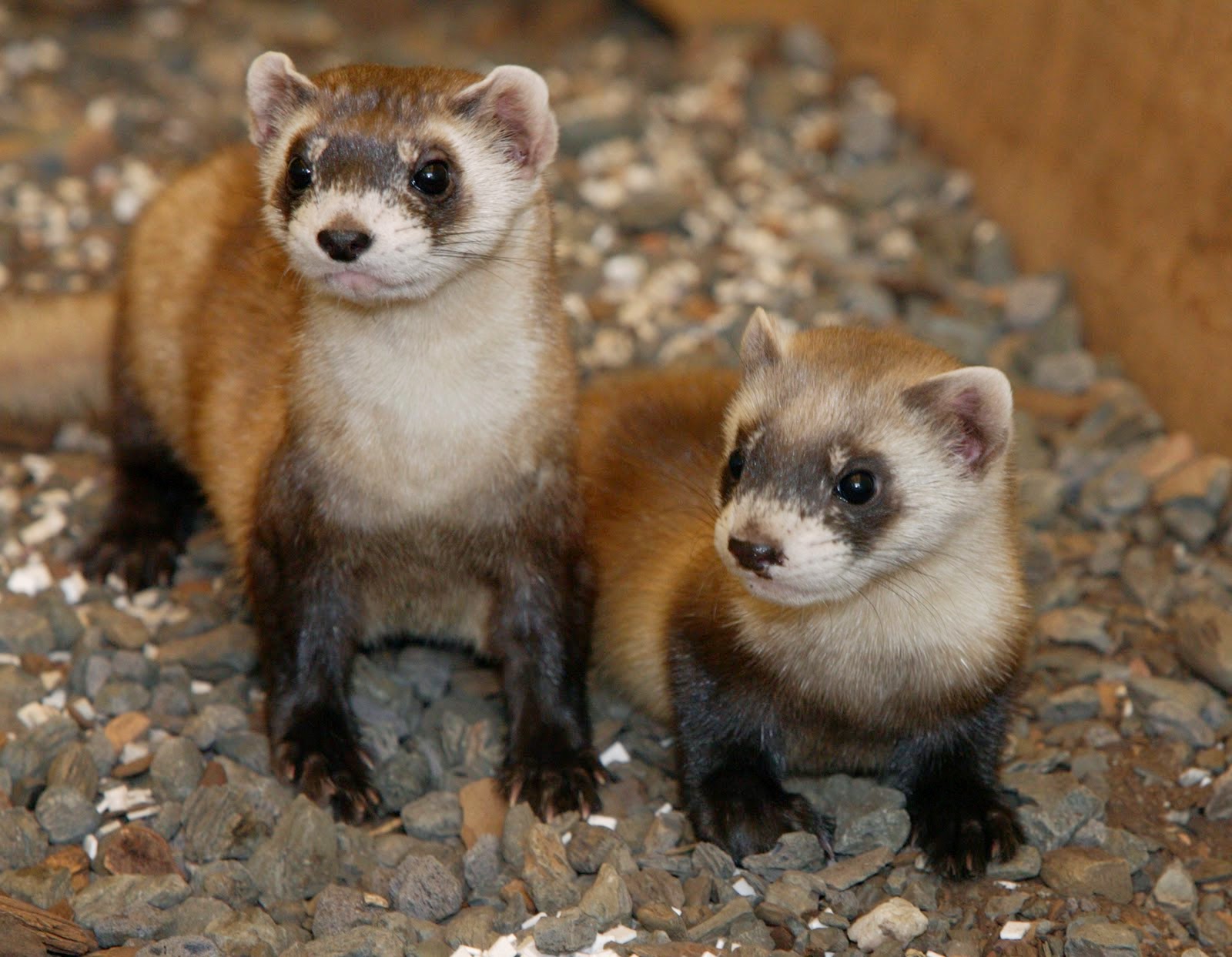 Info animales: MUSTÉLIDOS