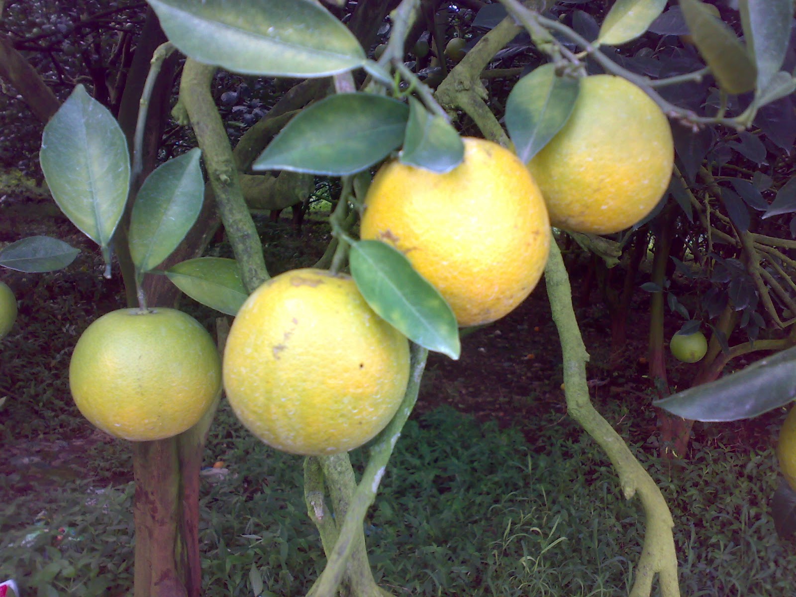 SAYURAN SEGAR _ TRISNING: BUAH JERUK ( KEPROK PUNTEN, JAVA, DAN VALENSIA )