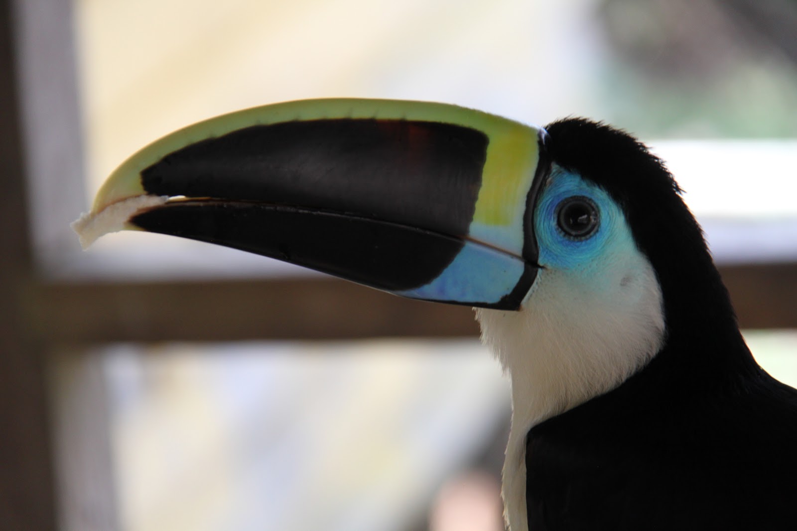 Daily Travel Photo: Toucan, Rio Amazonas, Marasha, Peru