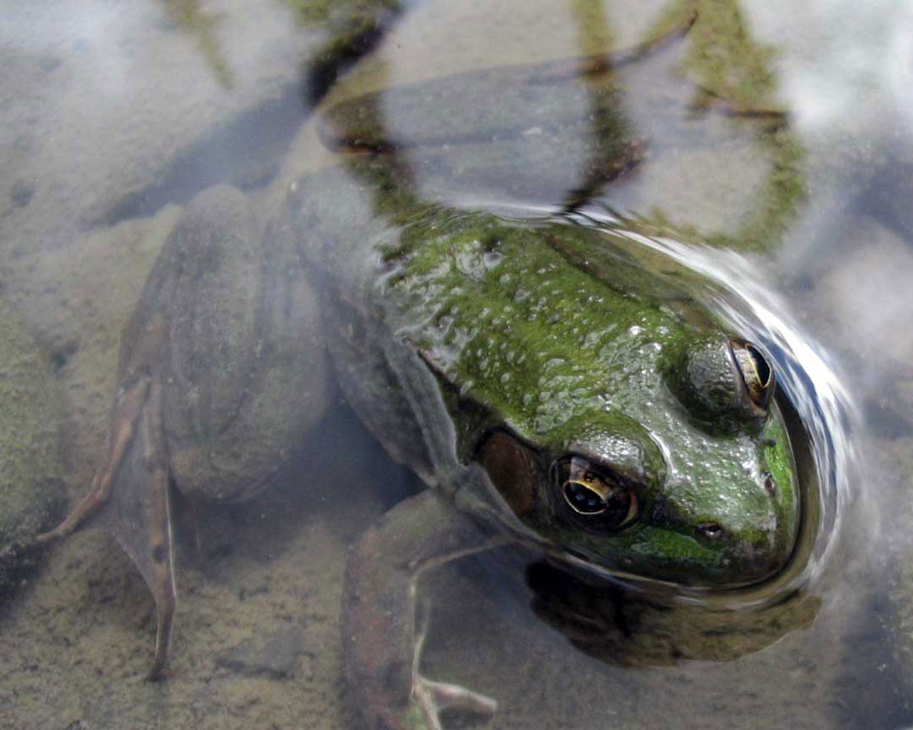 IMÁGENES Y FOTOS DE ANIMALES: Ranas