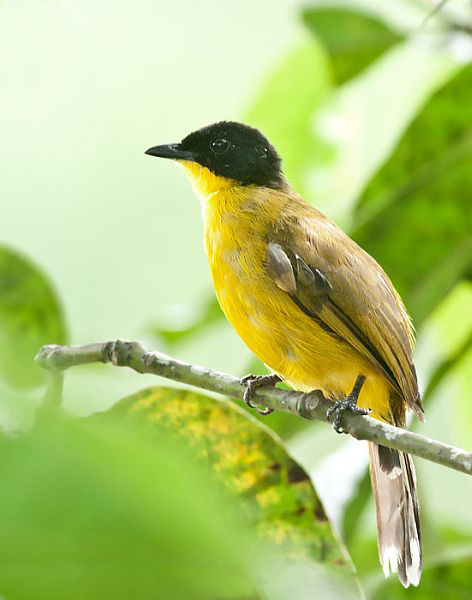 Sri Lankan Endemic Birds: Hisa kalu Kondaya - The Black-Capped Bulbul ...