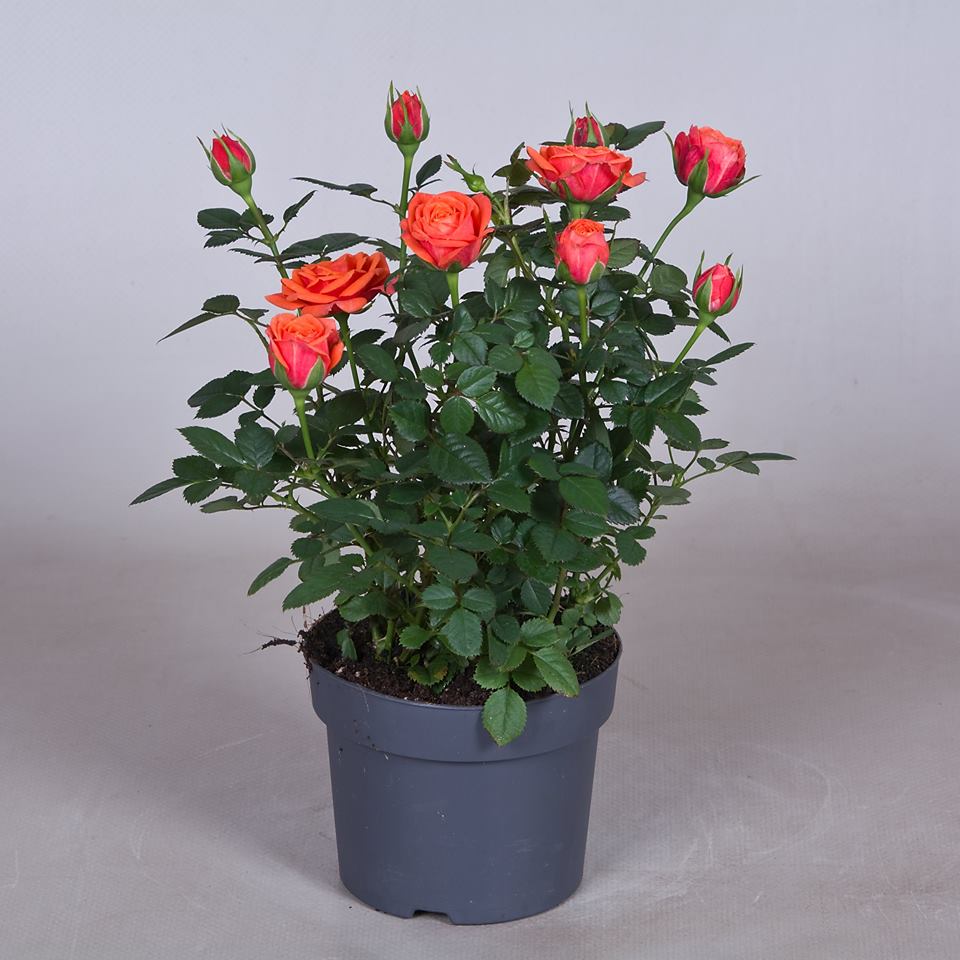 living among roses: Parade Cyndi™ от Nolina - Synonym (England): My Angel™