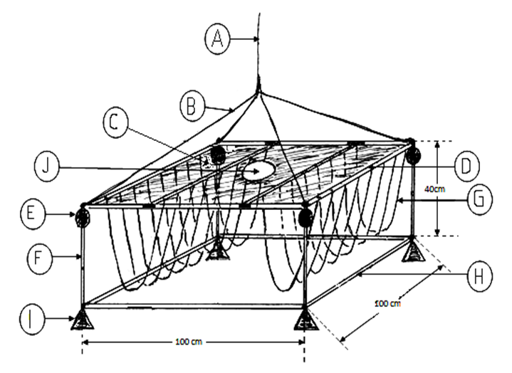 aras_fish.11: atraktor cumi-cumi