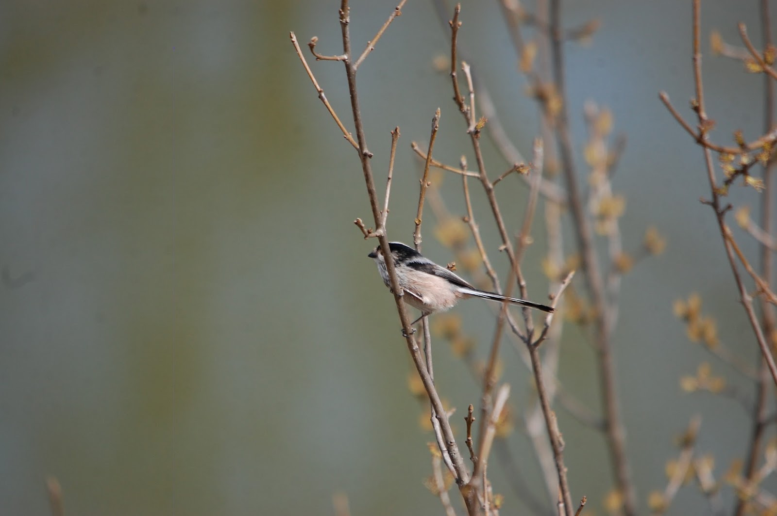 RioYeguas: El Rechoncho Mito