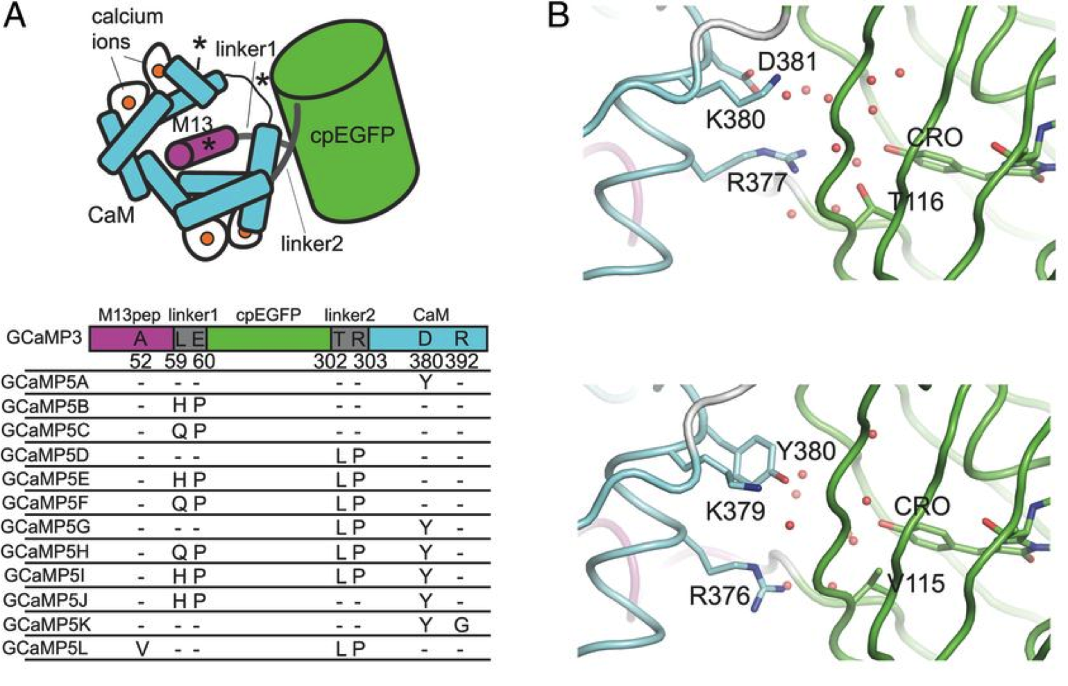Origin of the Universe, Life and Consciousness: Optimization of a GCaMP ...