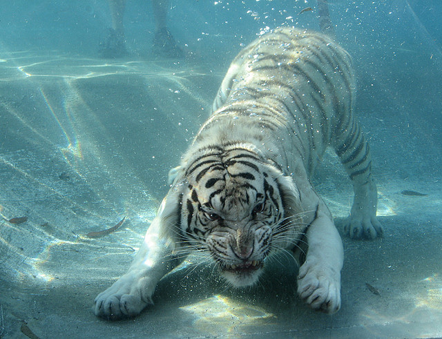 The Mirror: Amazing Underwater Photography
