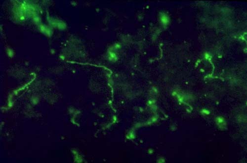 EL RINCÓN DE LA MEDICINA INTERNA. juanpedromacaluso@yahoo.com.ar ...