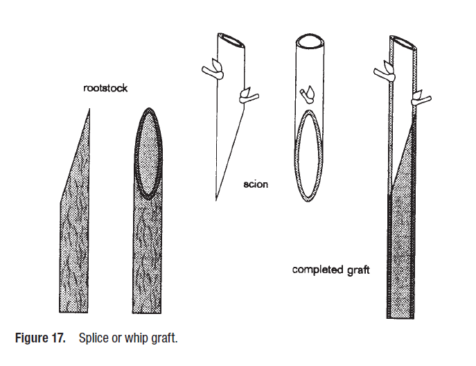 Pohon Ara-Tin: GRAFTING-TEKNIK PERBANYAKAN TANAMAN
