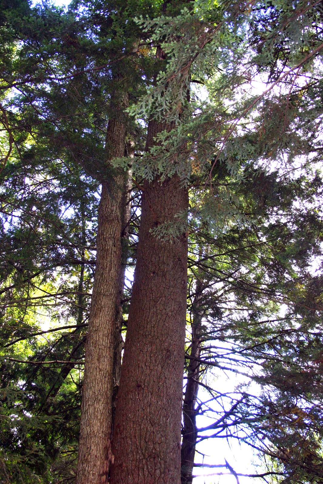 Reforestation and the Medicinal Uses of Trees -Liliana Usvat Research ...