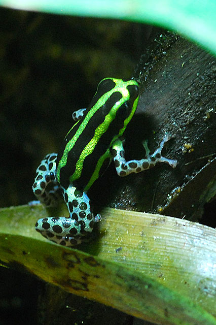 Kaloula: Iniciación a las dendrobates, por Gaua