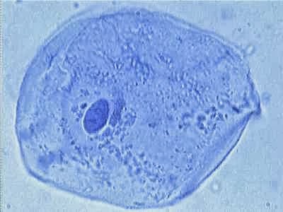 La cellule, unité structurale et fonctionnelle du vivant | Sciences de ...