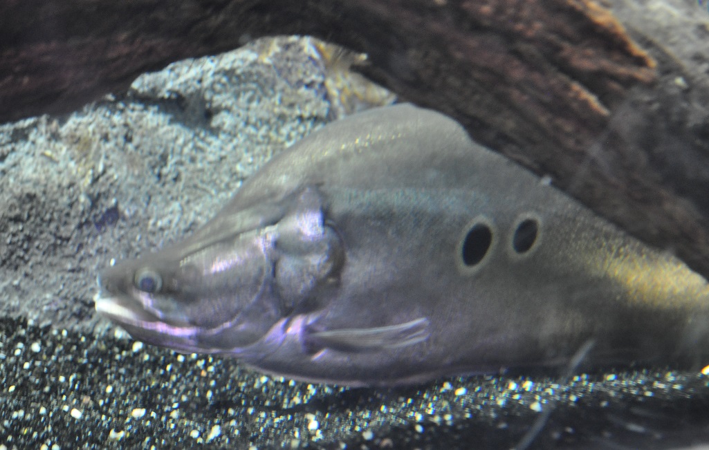 ZOOTOGRAFIANDO (6.100 ANIMALS): PEZ CUCHILLO / CLOWN KNIFEFISH (Chitala ...