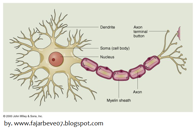 Sel saraf dan neuroglia ( Neuron) ~ GOLEK WANGSIT-Mencari Wahyu
