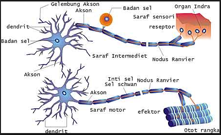 SISTEM SYARAF ~ MATERI DAN SOAL IPA UNTUK SMA